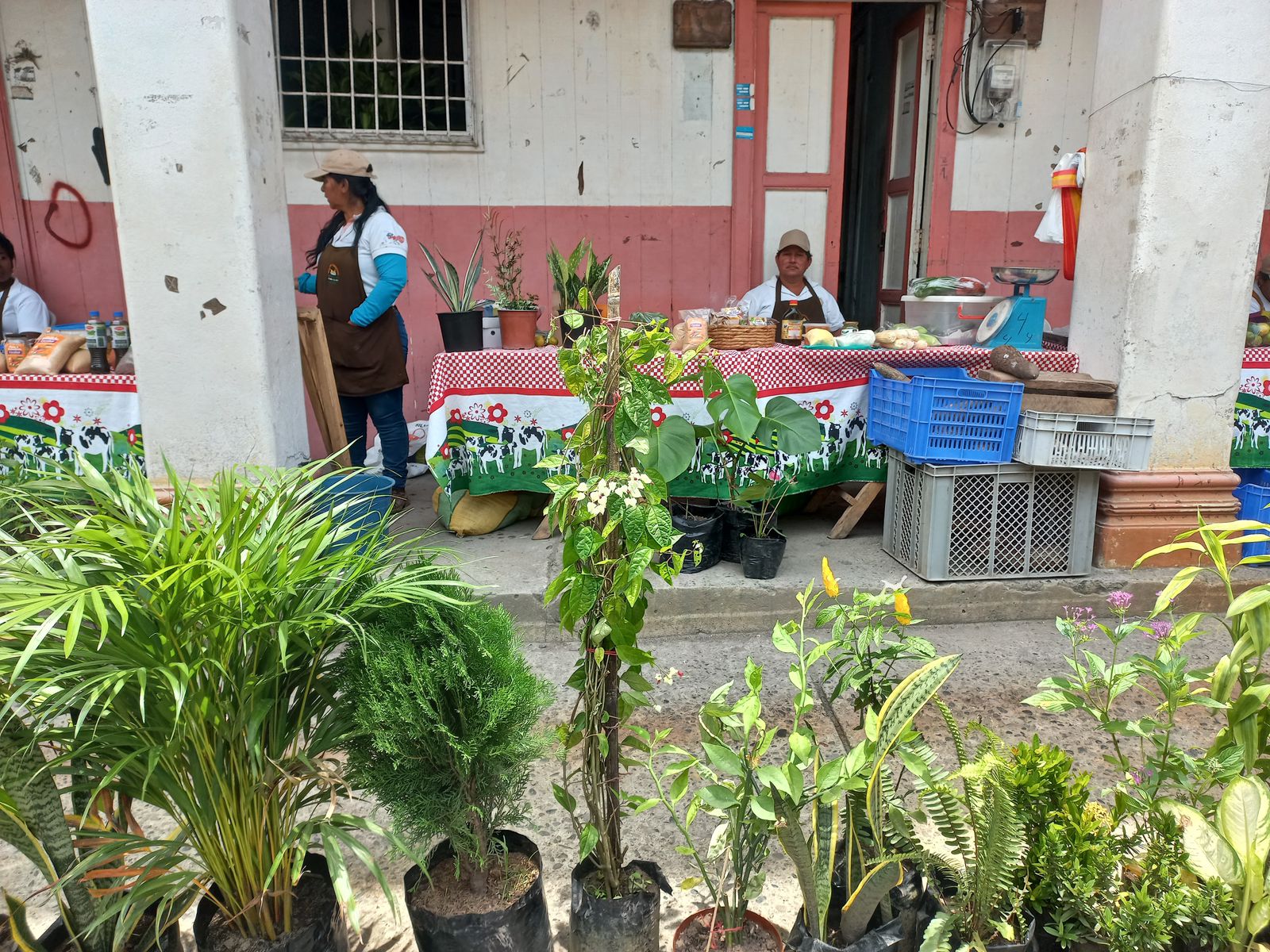 Feria De Productos Orgánicos De Las Comunidades Rurales De Esmeraldas